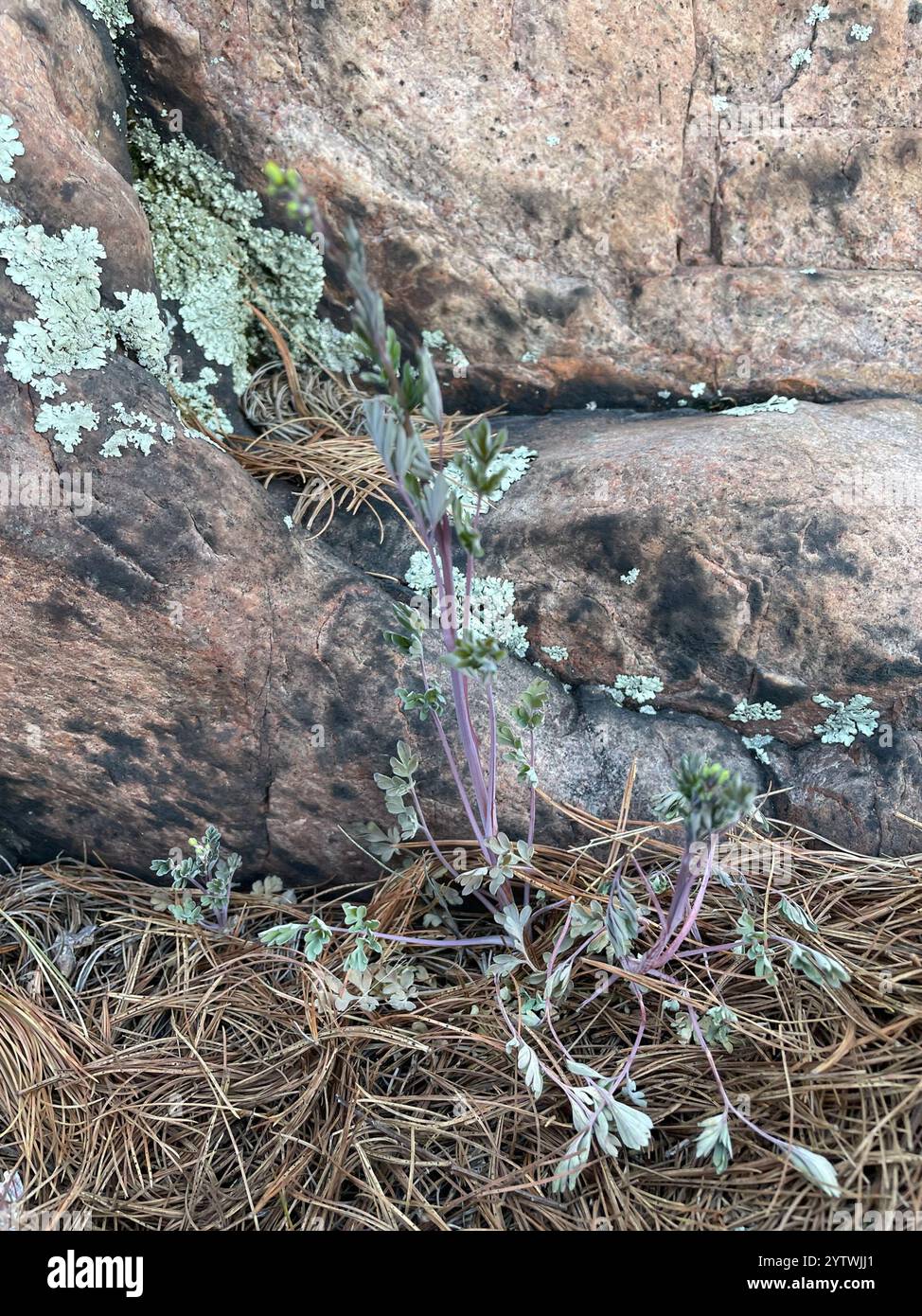 Capnoides sempervirens hi-res stock photography and images - Alamy