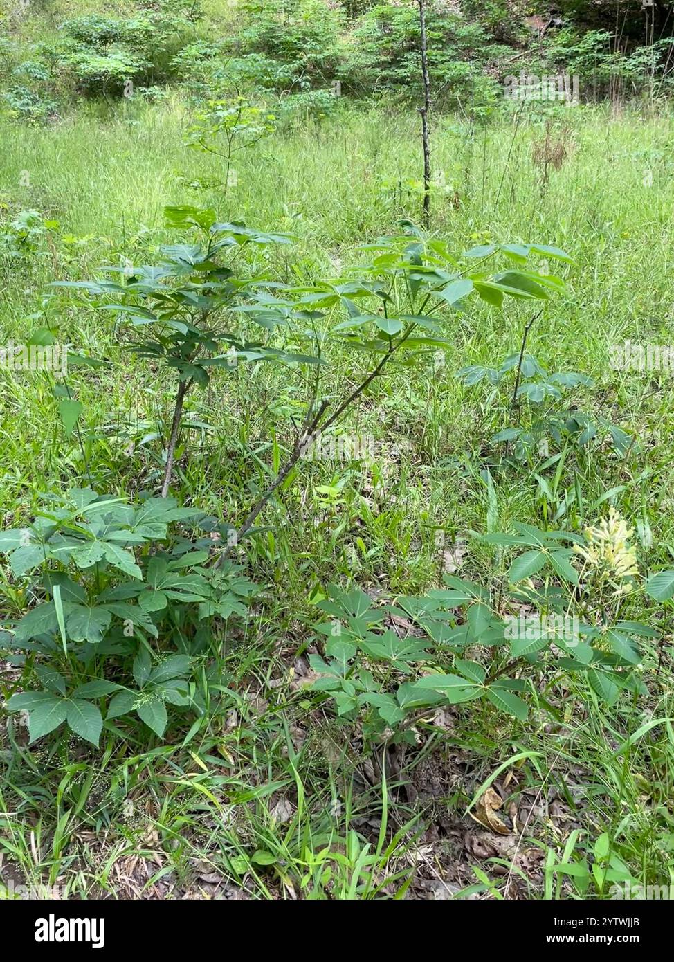 painted buckeye (Aesculus sylvatica Stock Photo - Alamy