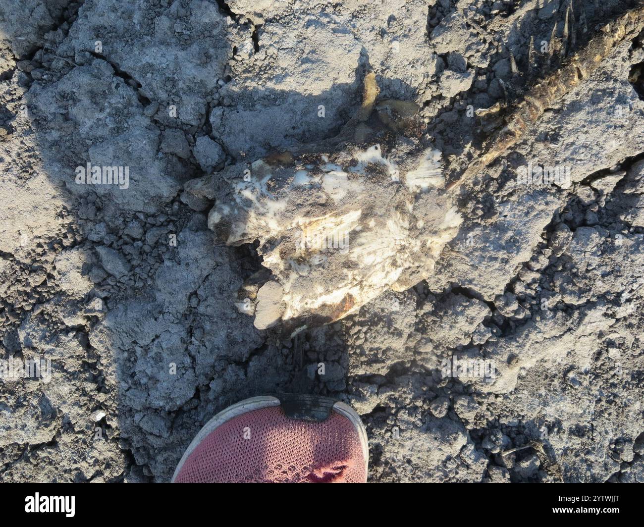Ray-finned Fishes (Actinopterygii Stock Photo - Alamy