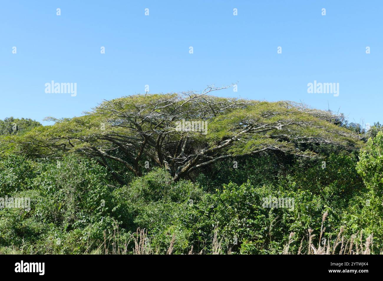 Flat-crown (Albizia adianthifolia Stock Photo - Alamy
