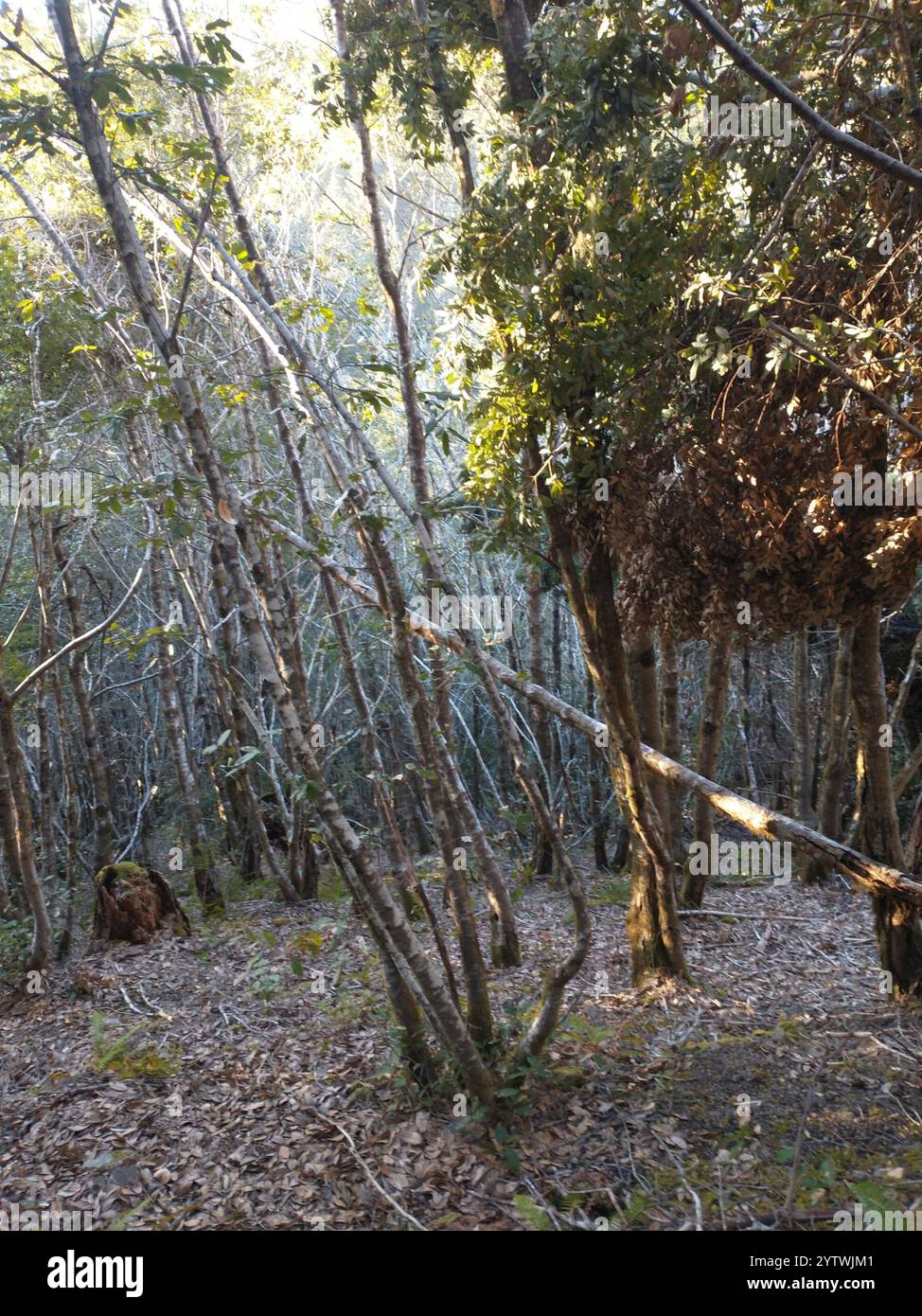 Tanoak (Notholithocarpus densiflorus Stock Photo - Alamy