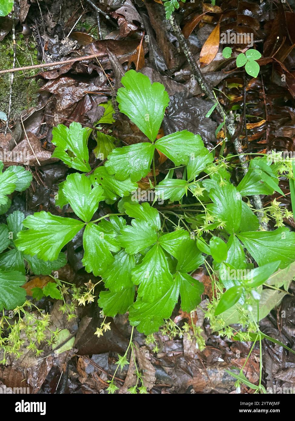 Fragarioides hi-res stock photography and images - Alamy