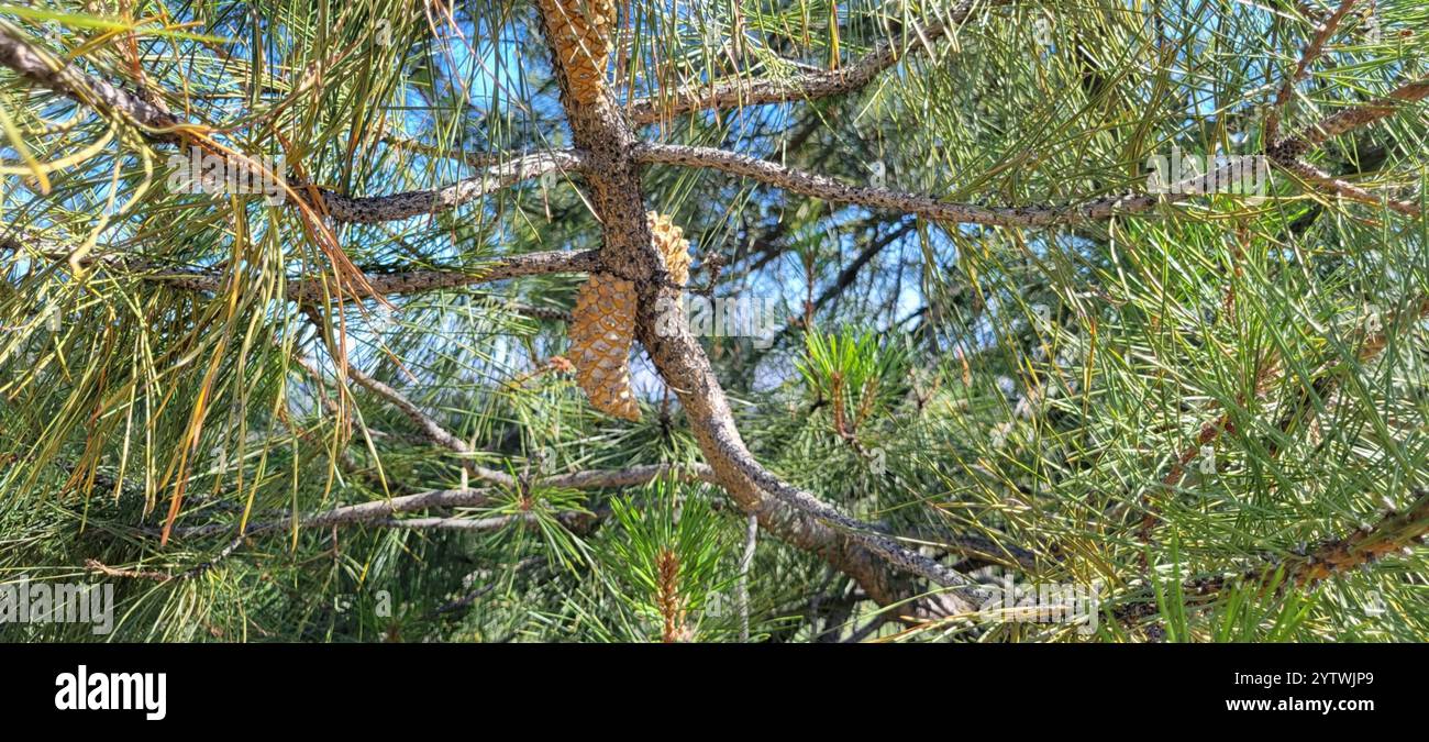 Knobcone pine pinus attenuata hi-res stock photography and images - Alamy