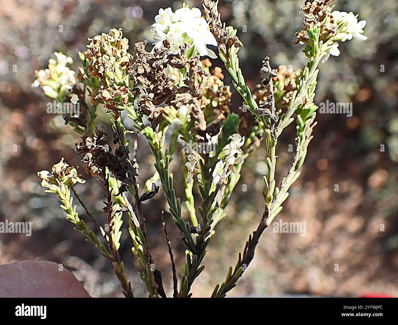 Rough Bitterbush (Selago aspera Stock Photo - Alamy