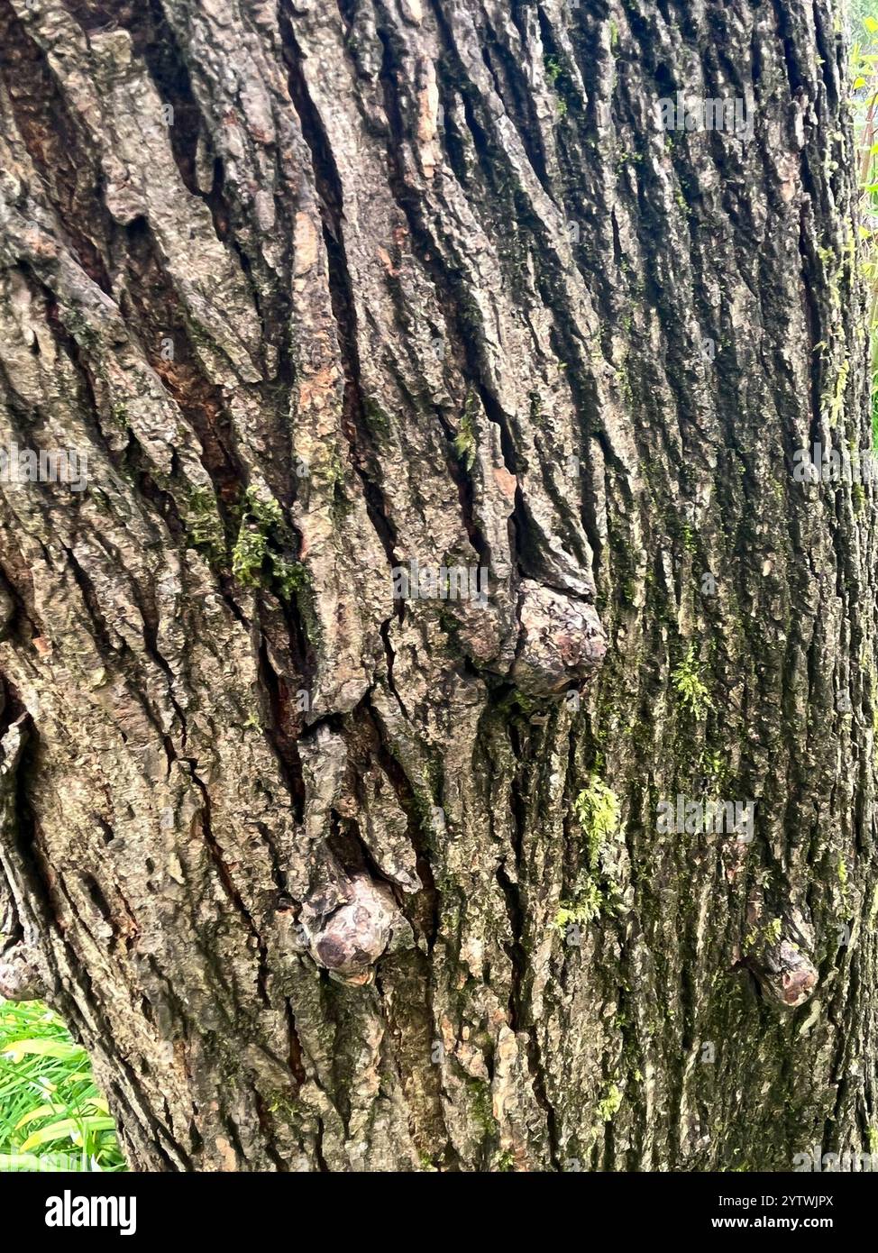 bacterial crown gall (Agrobacterium radiobacter Stock Photo - Alamy