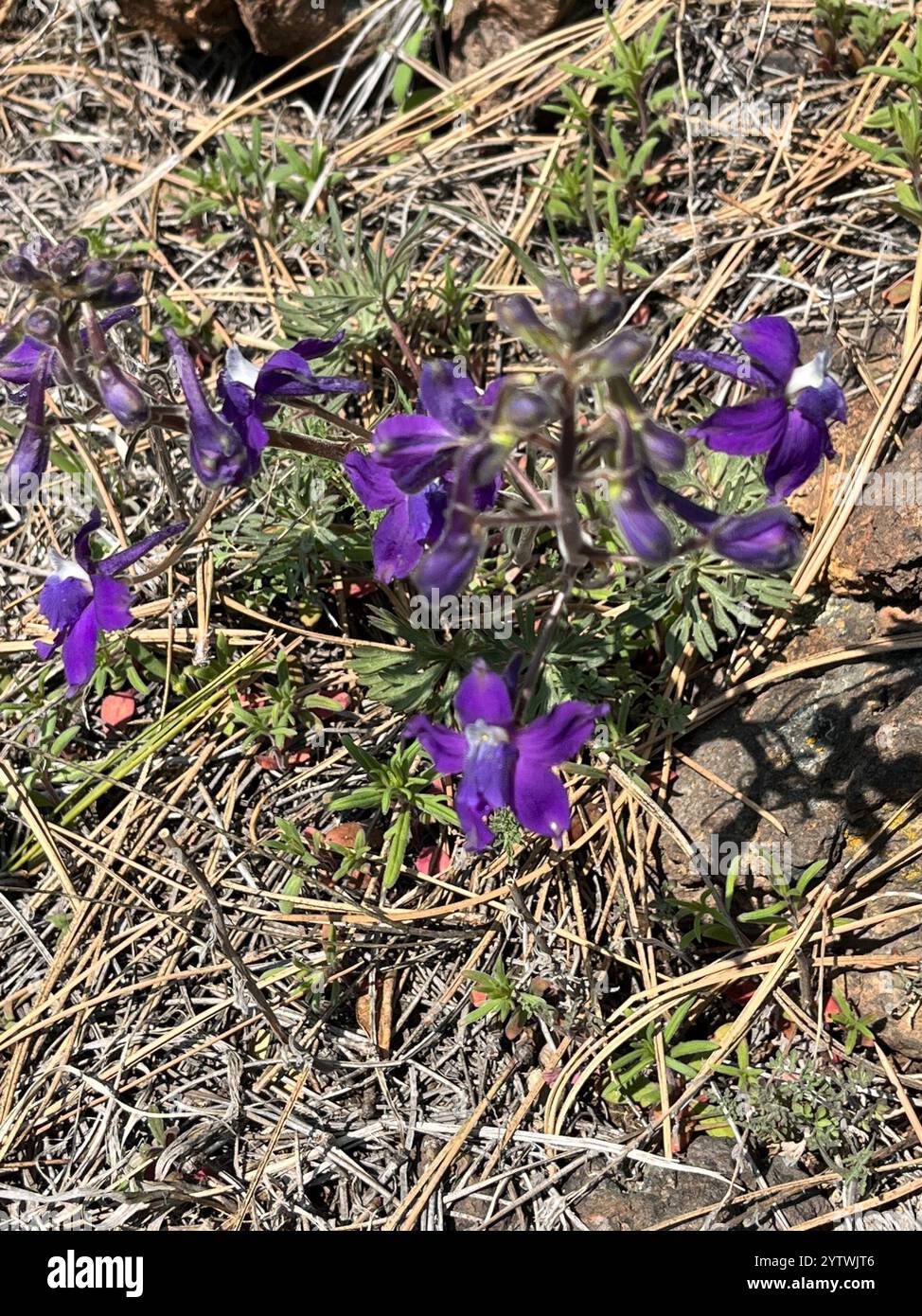 Low Larkspur (Delphinium bicolor Stock Photo - Alamy