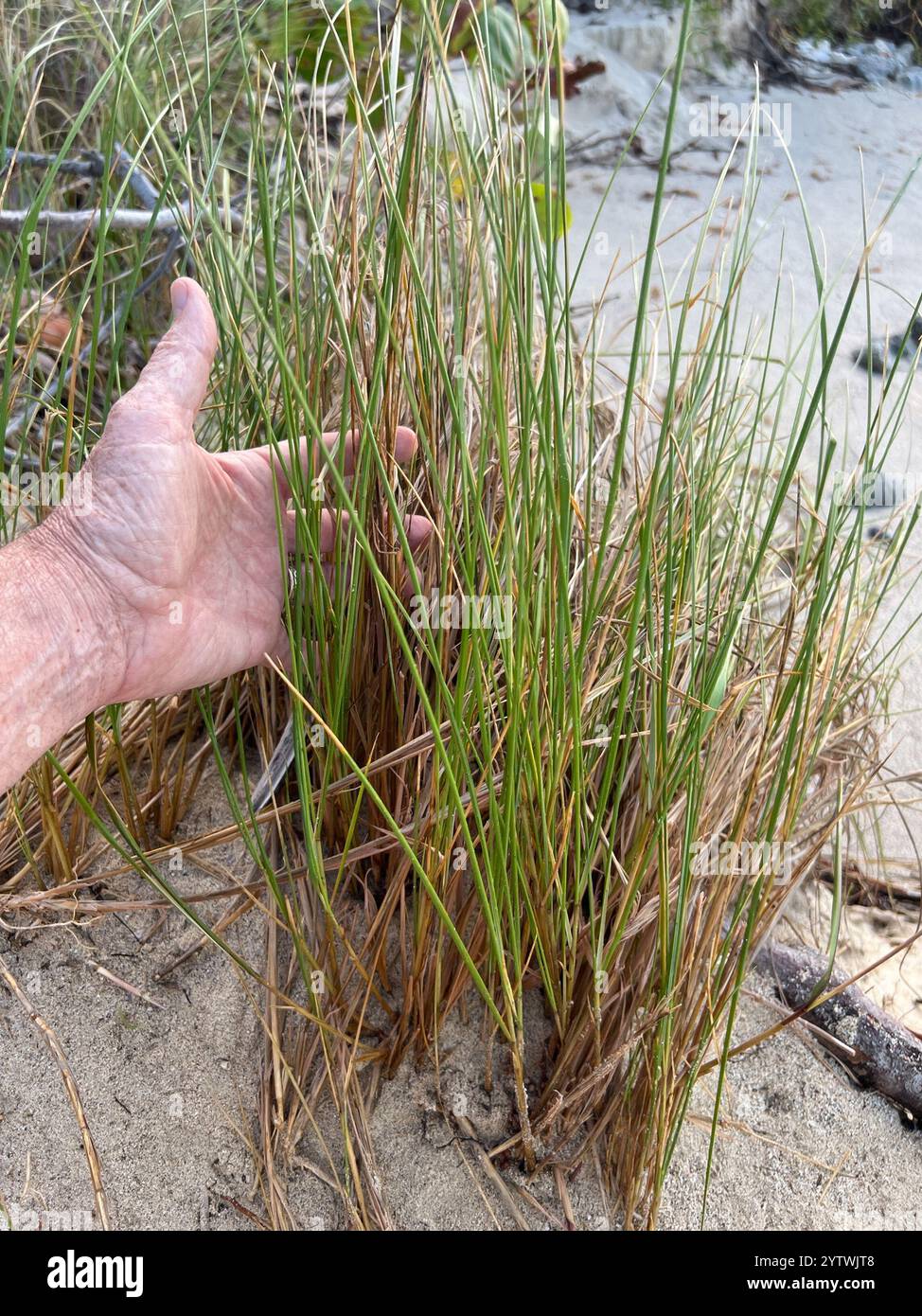 Sporobolus pumilus hi-res stock photography and images - Alamy