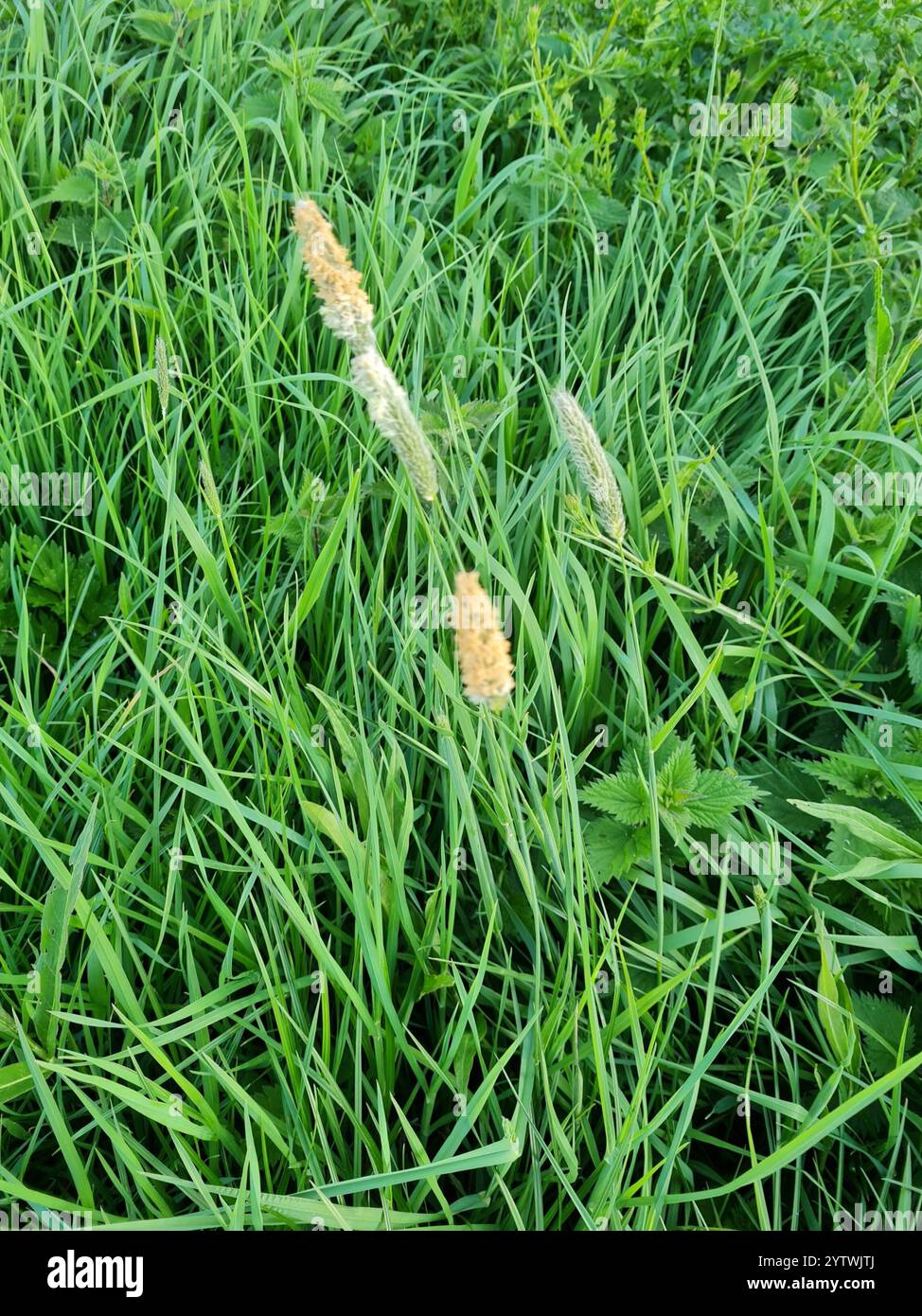 Meadow Foxtail (Alopecurus pratensis Stock Photo - Alamy
