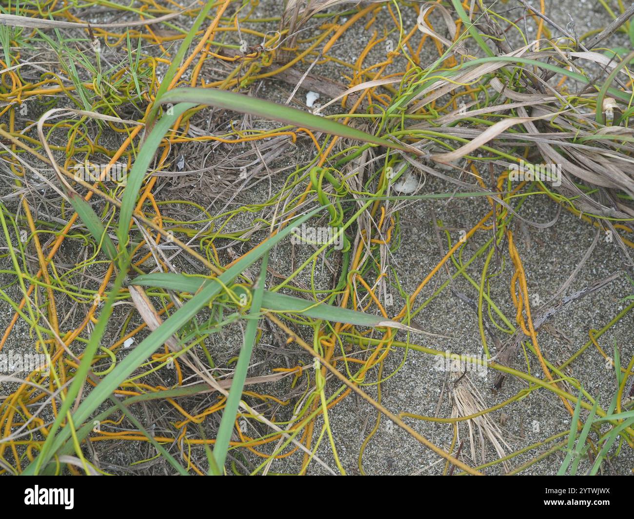 laurel dodder (Cassytha filiformis Stock Photo - Alamy