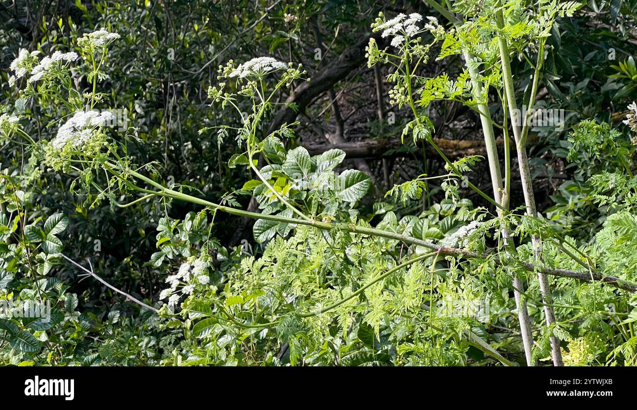poison hemlock (Conium maculatum Stock Photo - Alamy