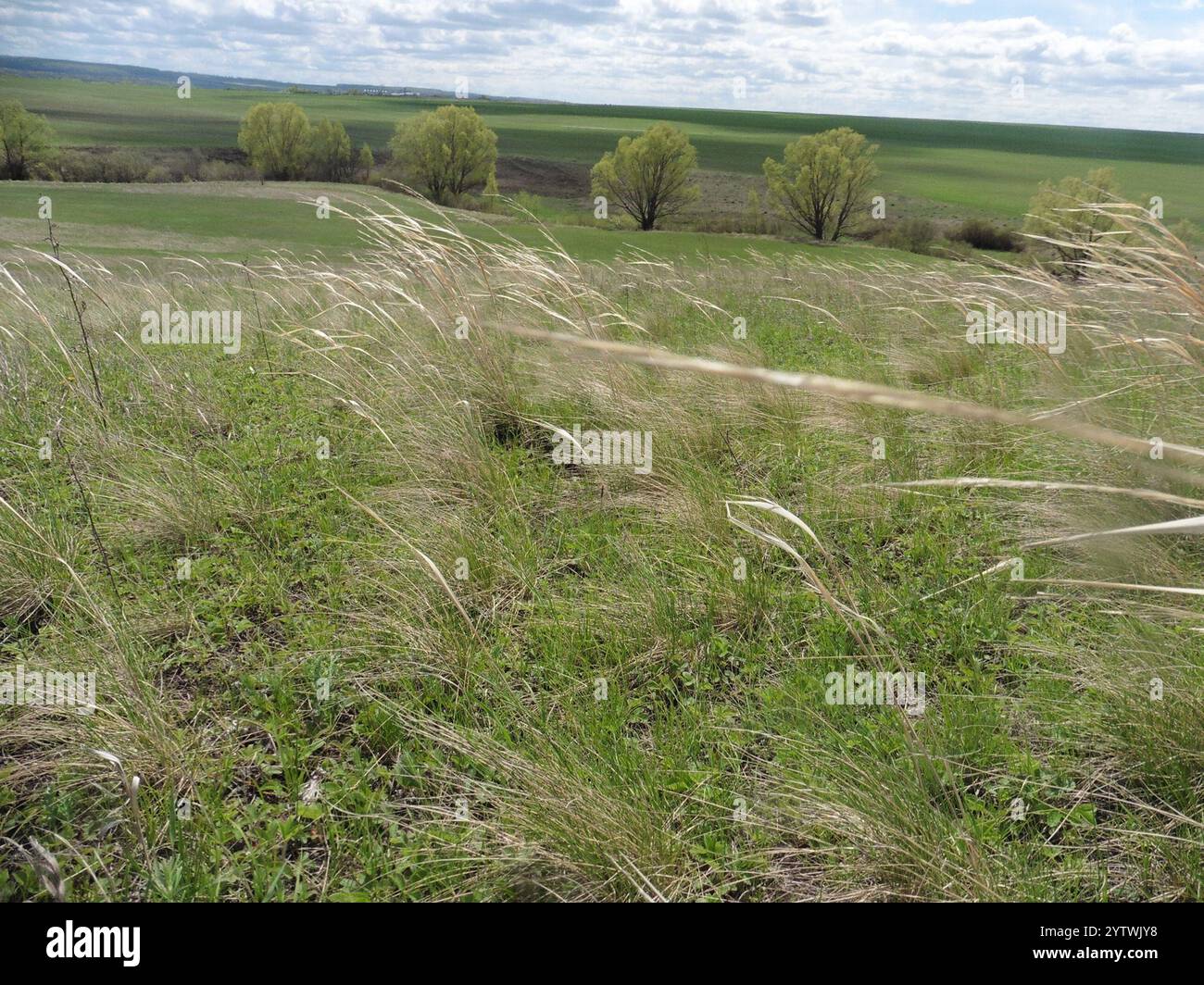 Dwarf Feather Grass (Stipa capillata Stock Photo - Alamy