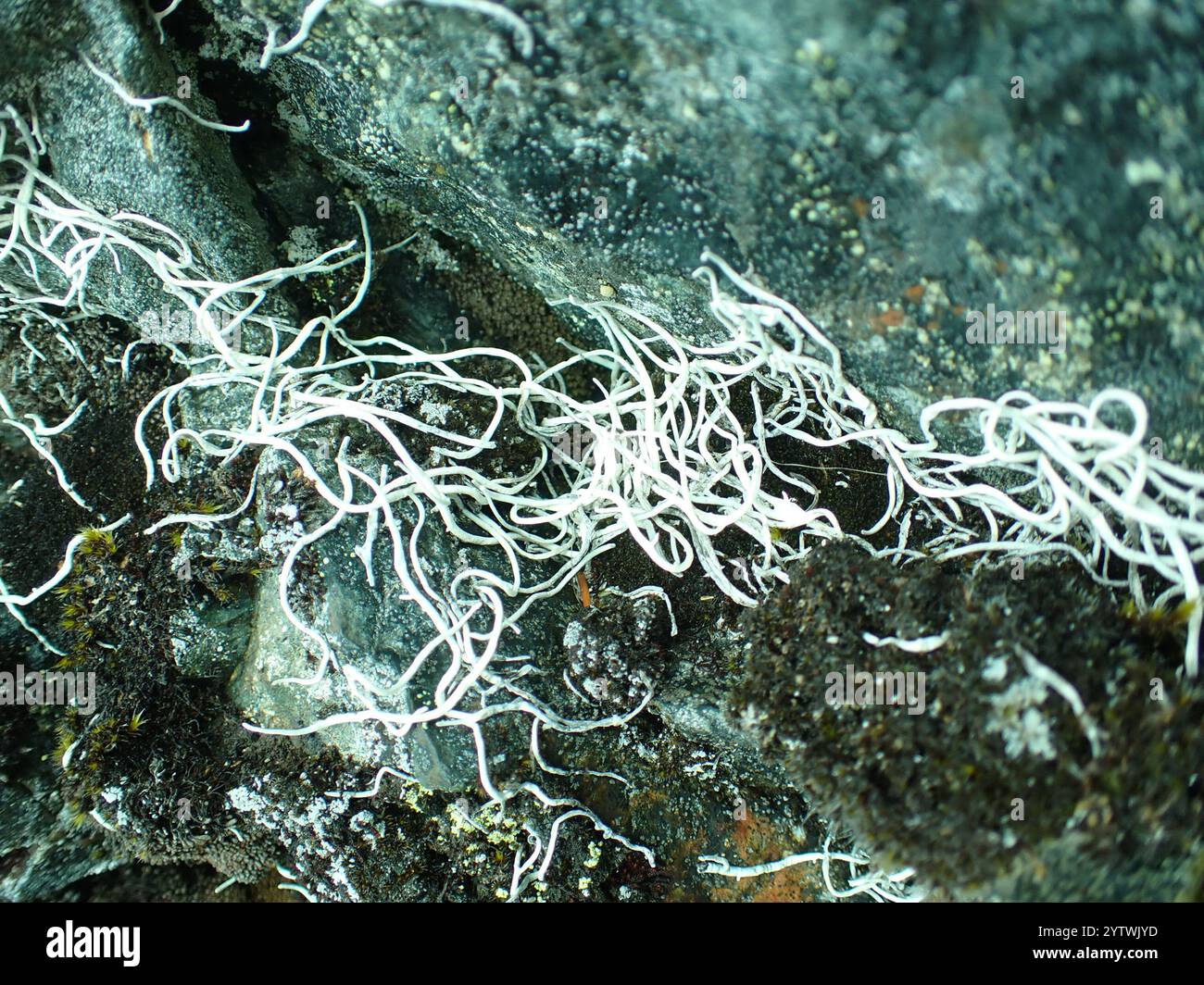 Whiteworm Lichen (Thamnolia vermicularis Stock Photo - Alamy