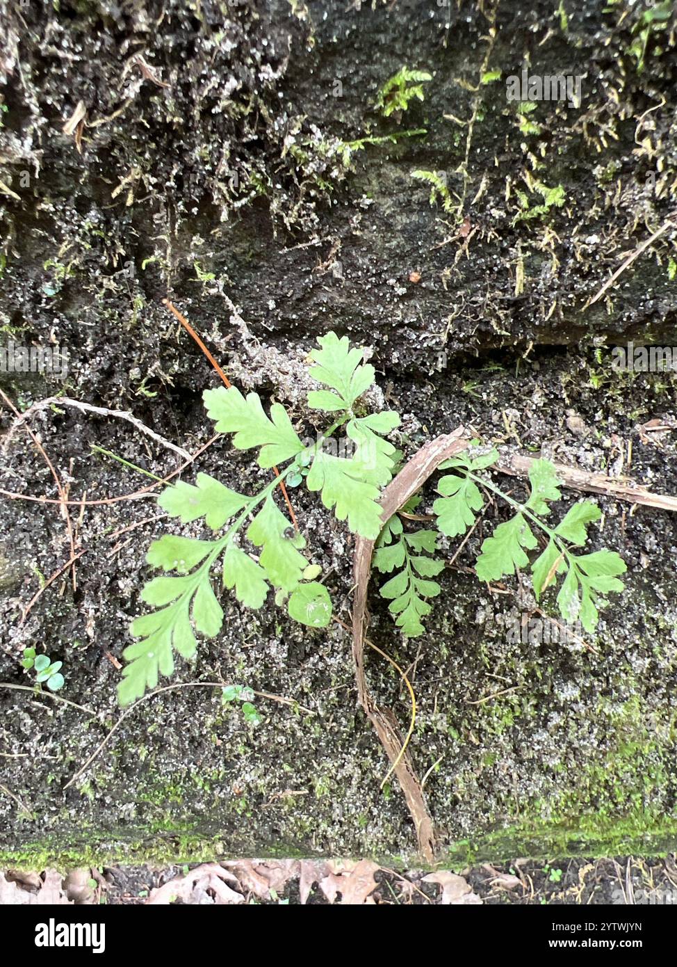 fragile ferns (Cystopteris Stock Photo - Alamy
