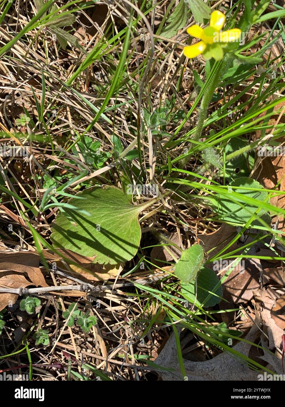 Rhomboideus hi-res stock photography and images - Alamy