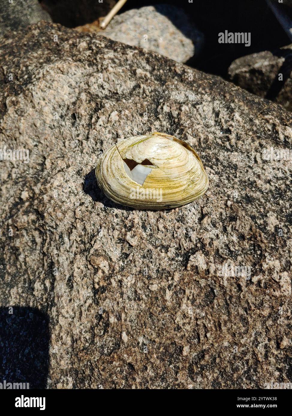 Soft-shelled Clam (Mya arenaria Stock Photo - Alamy