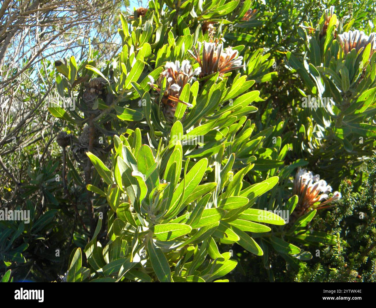 Oleander-leaf Protea (Protea neriifolia Stock Photo - Alamy