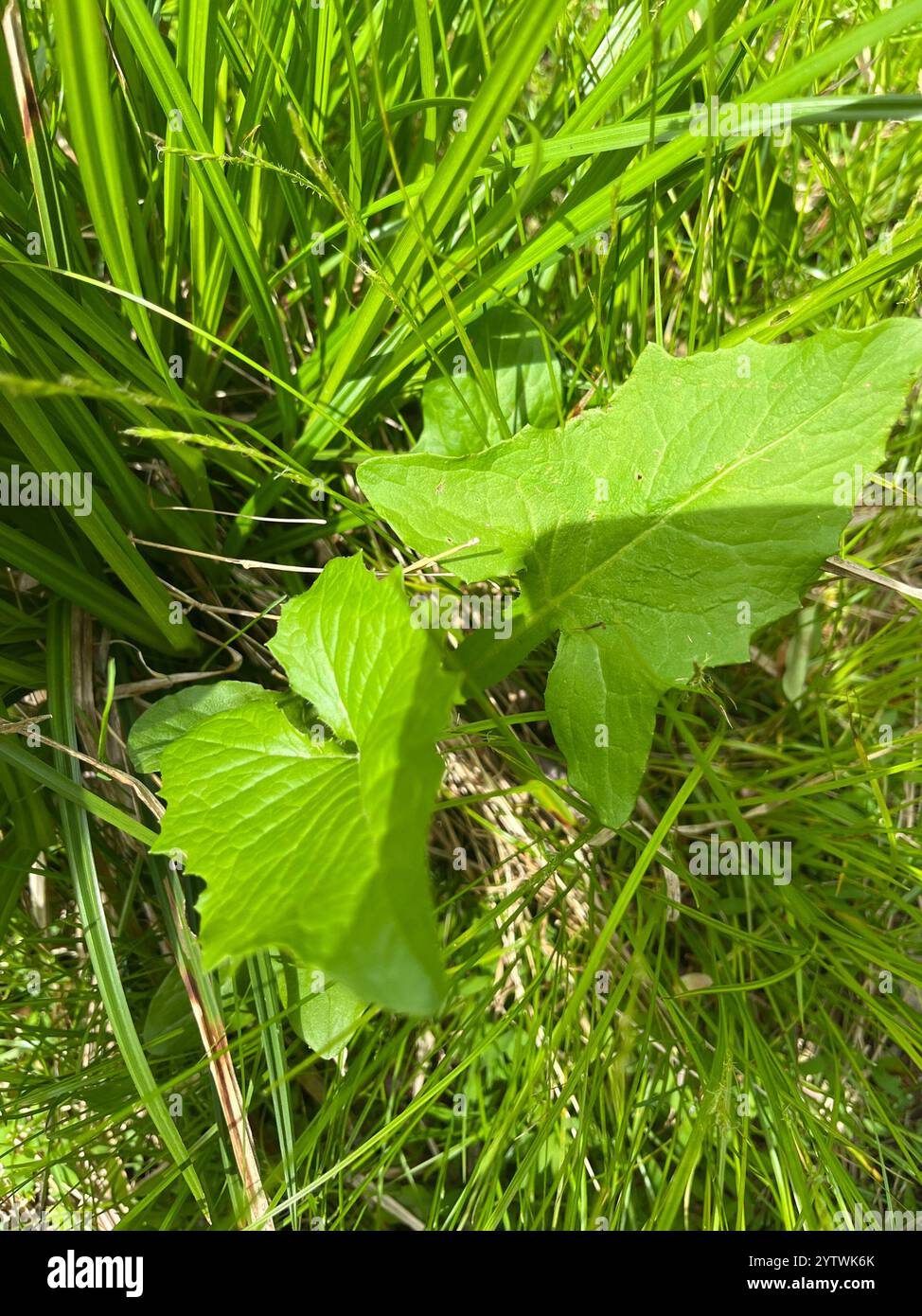 Nabalus crepidineus hi-res stock photography and images - Alamy