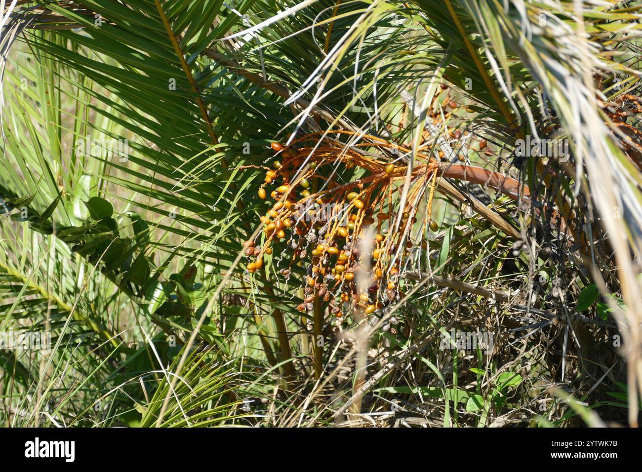 Reclining Date Palm (Phoenix reclinata Stock Photo - Alamy