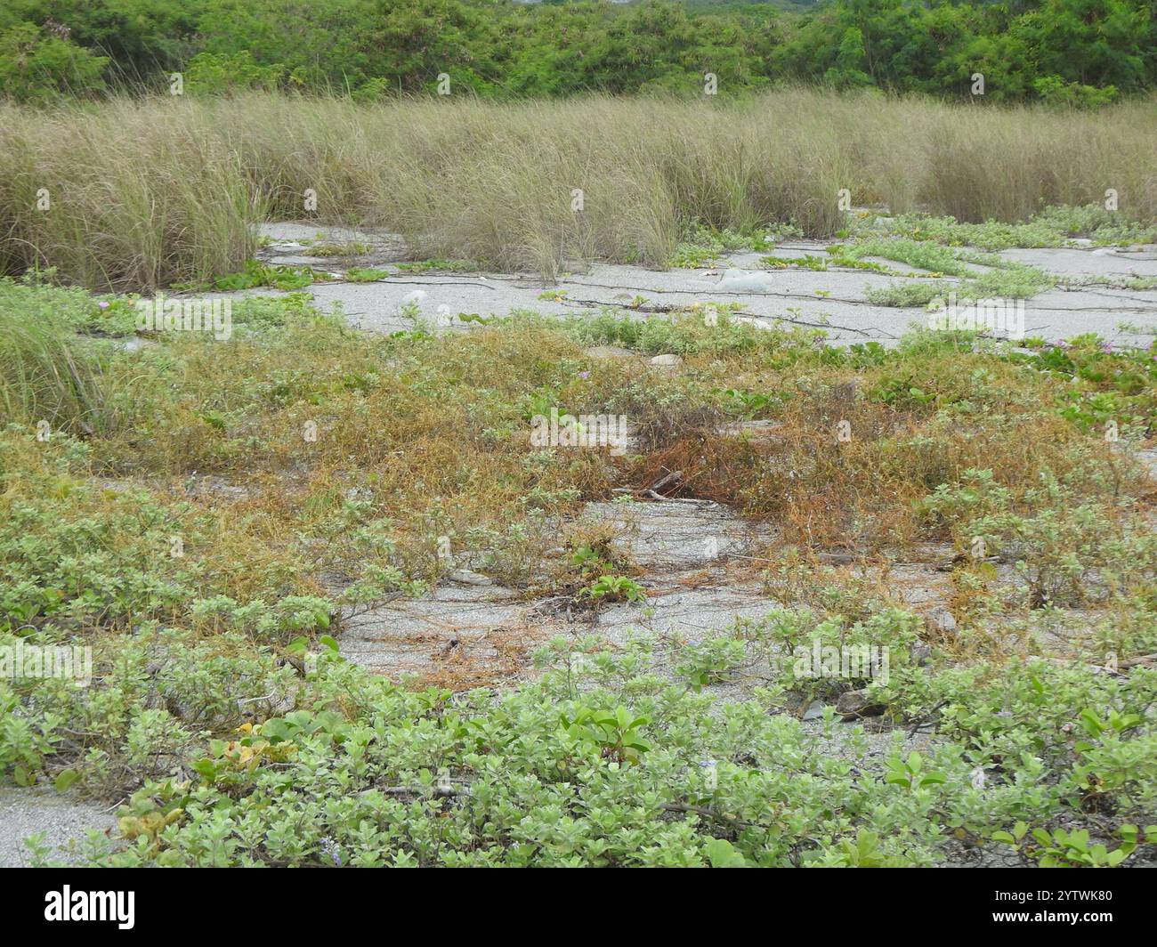 laurel dodder (Cassytha filiformis Stock Photo - Alamy