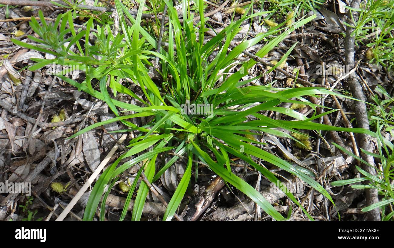 Giant Fescue (Lolium giganteum Stock Photo - Alamy