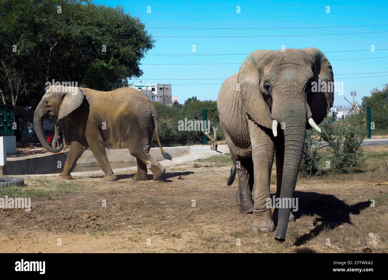 Elephants are seen at the safari park in Karachi, Pakistan, Sunday, Dec ...