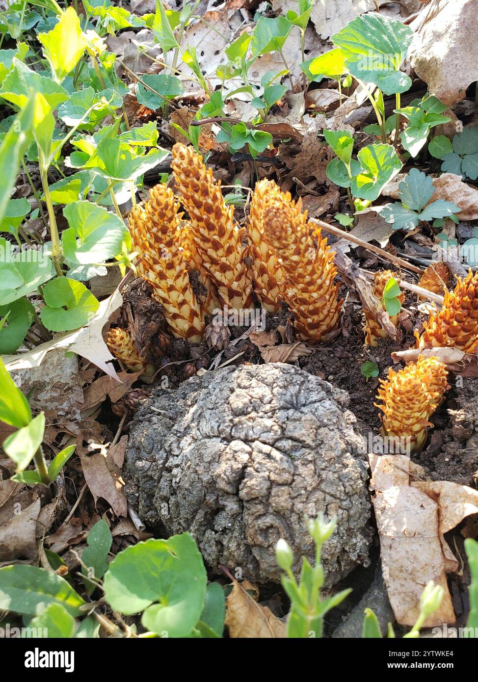American cancer-root (Conopholis americana Stock Photo - Alamy