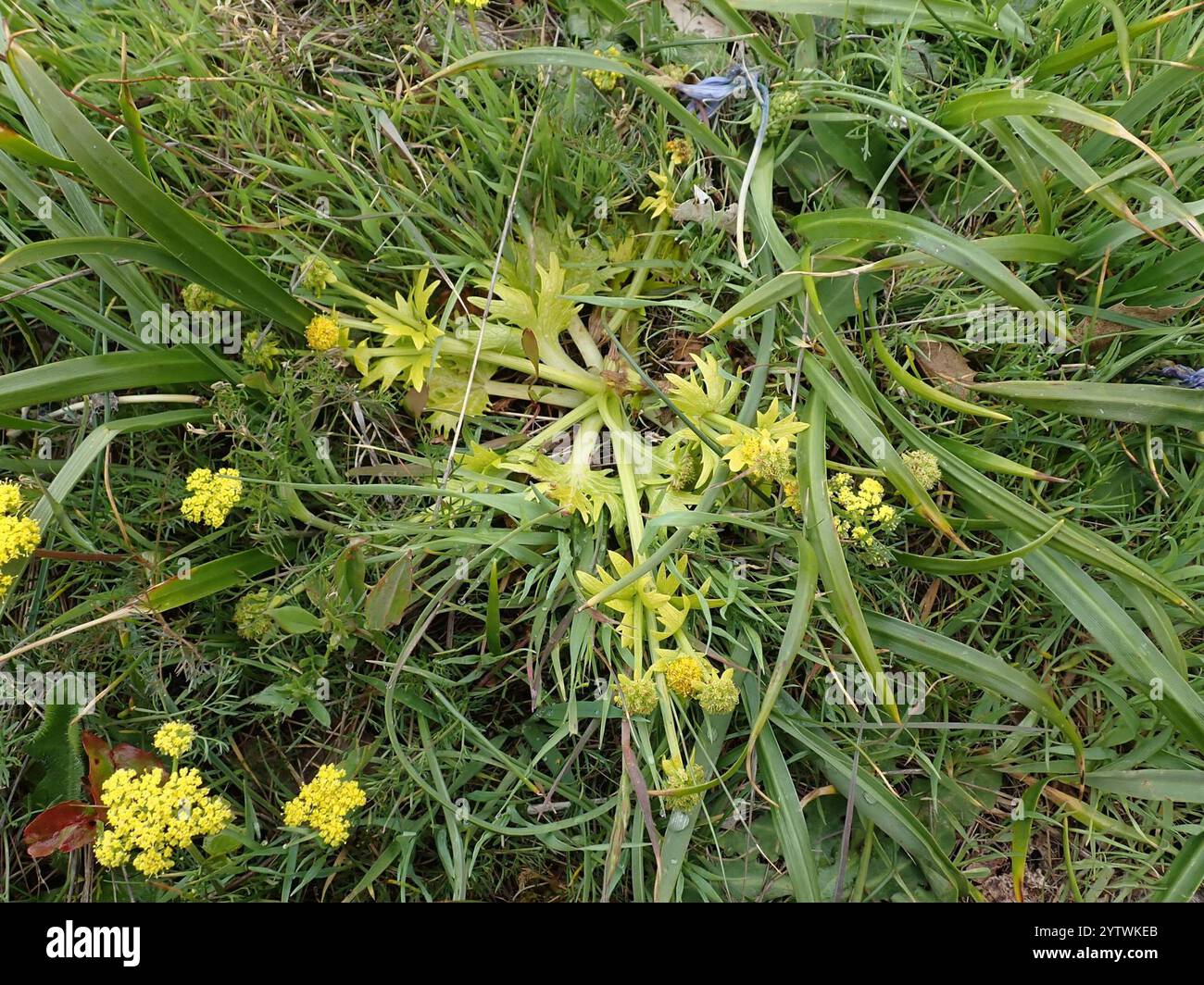 Sanicula arctopoides hi-res stock photography and images - Alamy