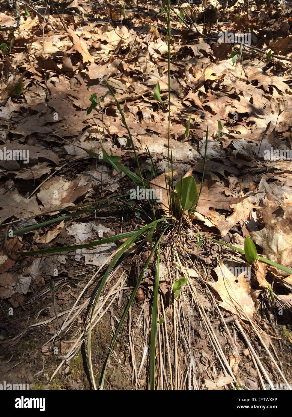 White-grained Mountain-ricegrass (Oryzopsis asperifolia Stock Photo - Alamy