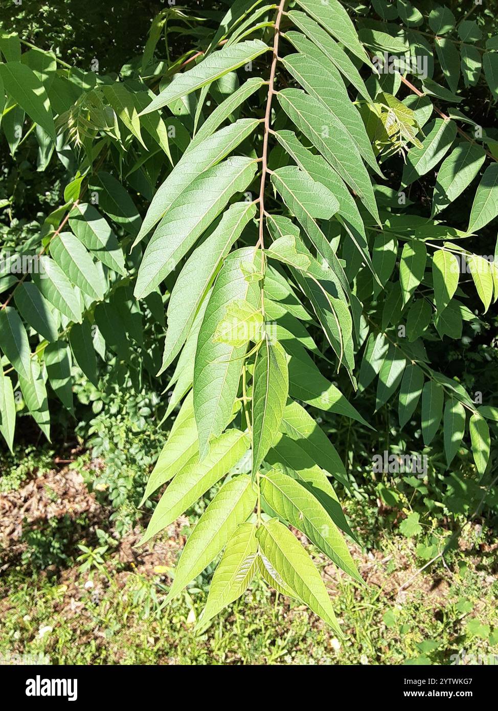 tree-of-heaven (Ailanthus altissima Stock Photo - Alamy