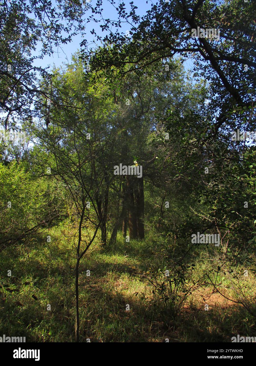 tamboti (Spirostachys africana Stock Photo - Alamy