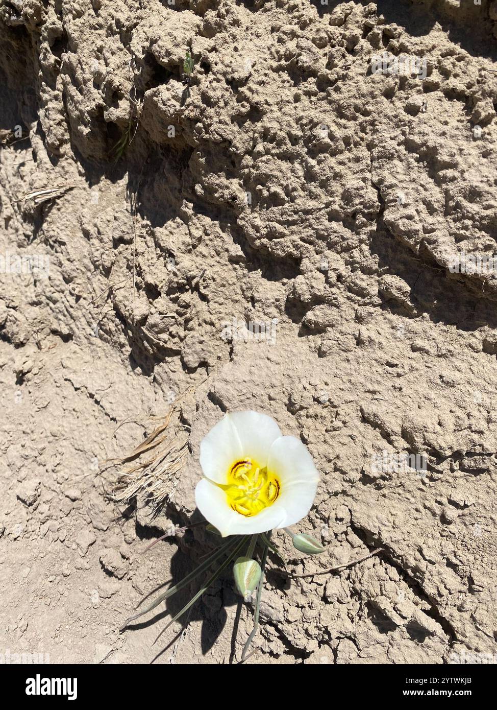 Sego lily calochortus nuttallii hi-res stock photography and images - Alamy