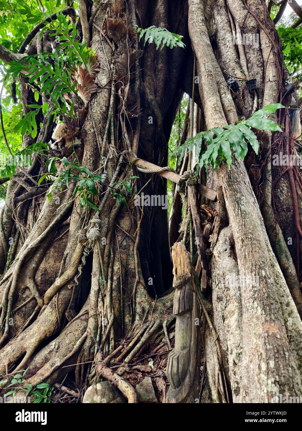 Plants impressive growth hi-res stock photography and images - Alamy