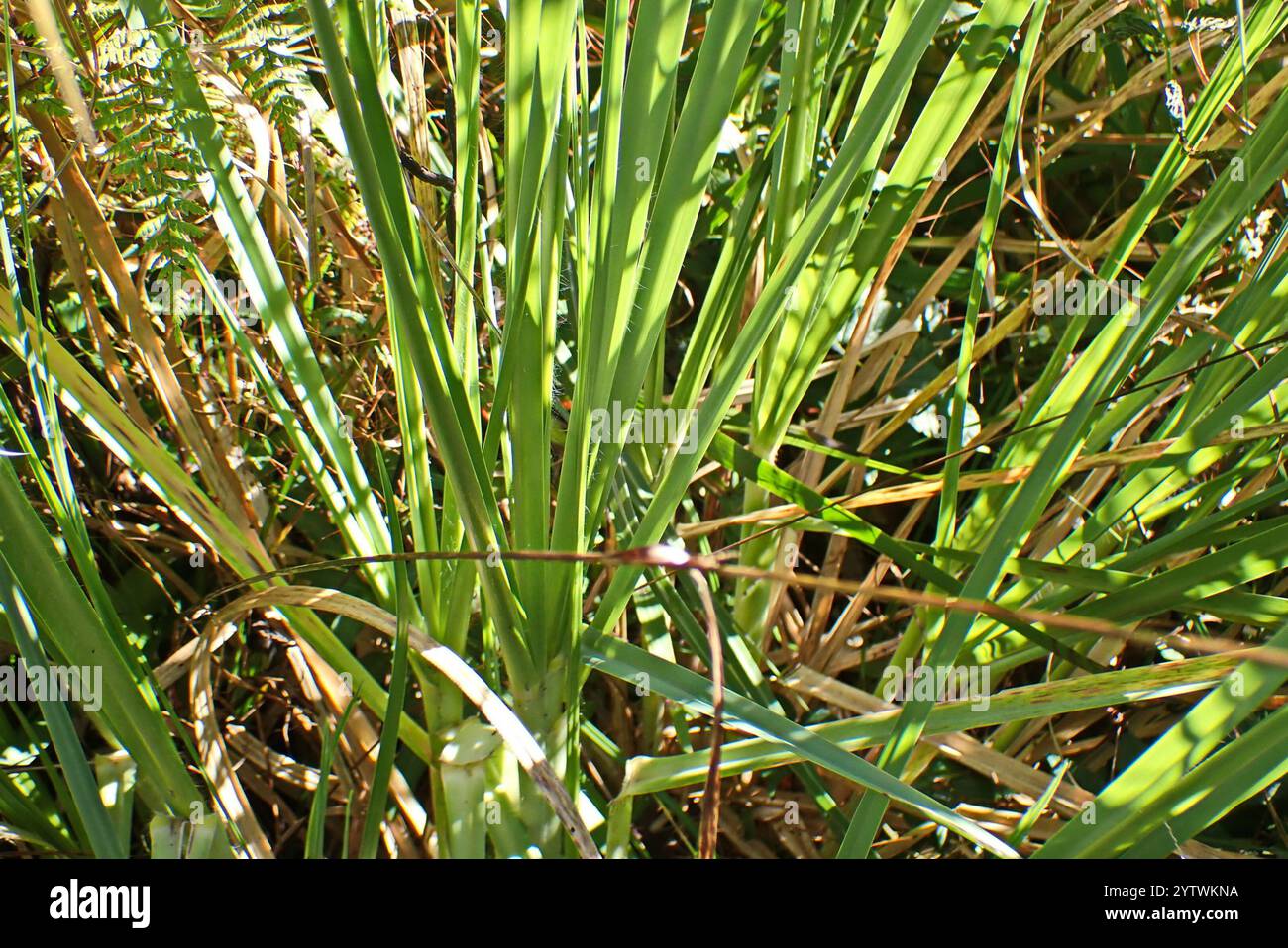 Swamp Sawgrass (Cladium mariscus Stock Photo - Alamy