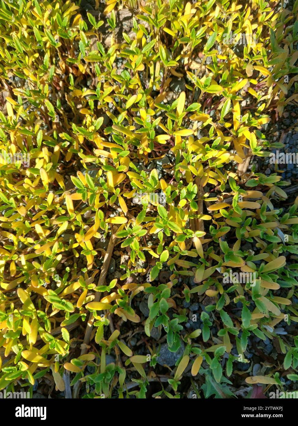 Edentula hi-res stock photography and images - Alamy