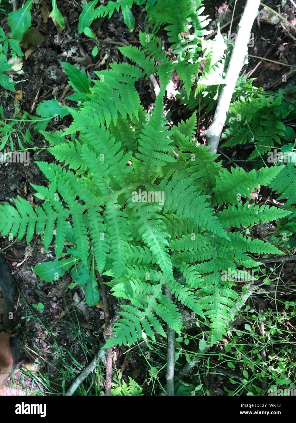 broad beech fern (Phegopteris hexagonoptera Stock Photo - Alamy