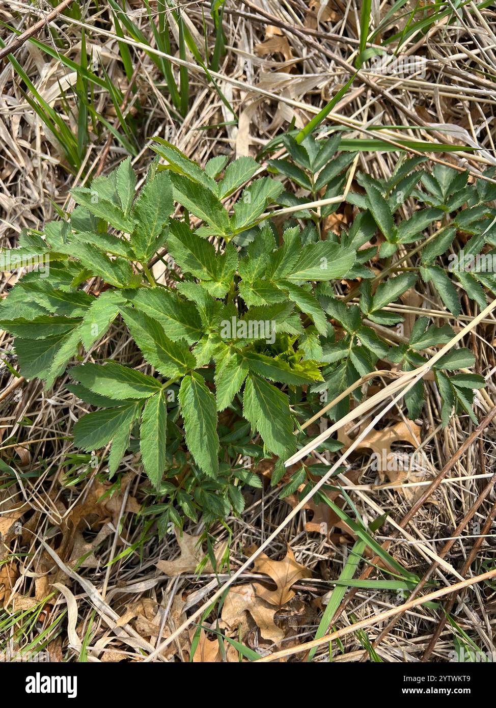 purple-stemmed angelica (Angelica atropurpurea Stock Photo - Alamy