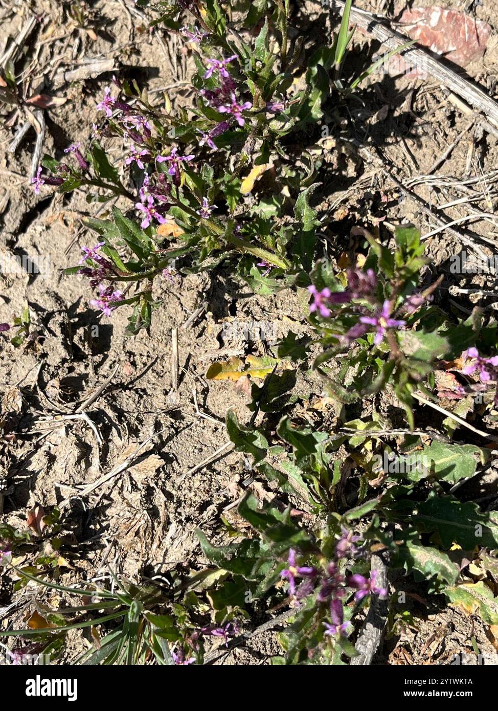 crossflower (Chorispora tenella Stock Photo - Alamy