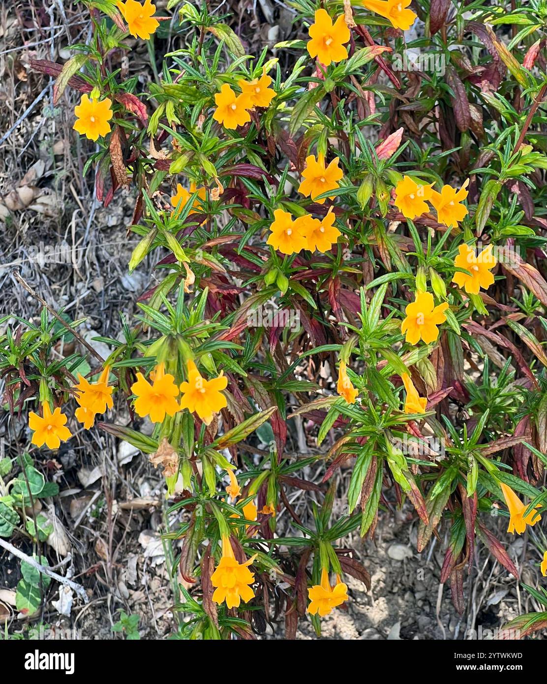 orange bush monkeyflower (Diplacus aurantiacus Stock Photo - Alamy