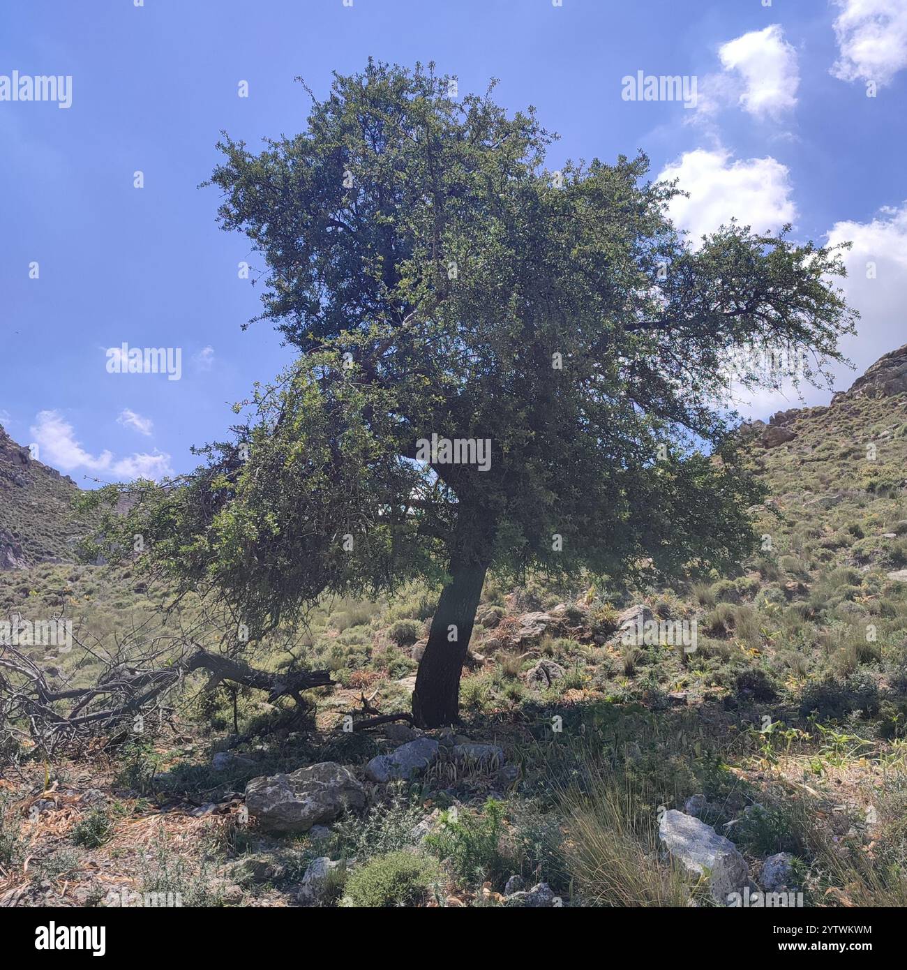 Almond-leaved pear (Pyrus spinosa Stock Photo - Alamy