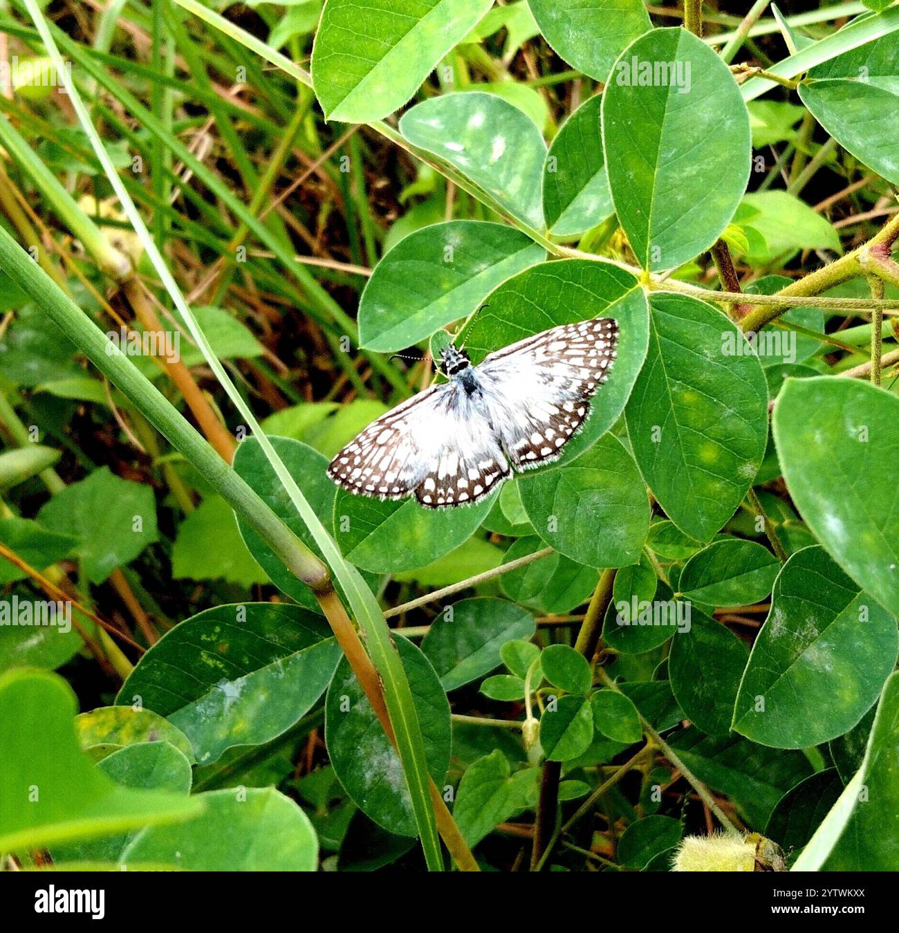 Orcus Checkered-Skipper (Burnsius orcus Stock Photo - Alamy