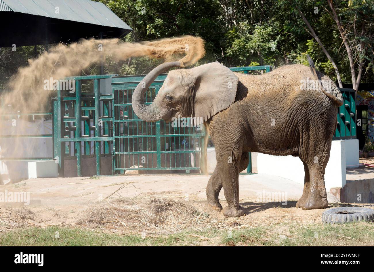 An elephant is seen at safari park in Karachi, Pakistan, Sunday, Dec. 8 ...