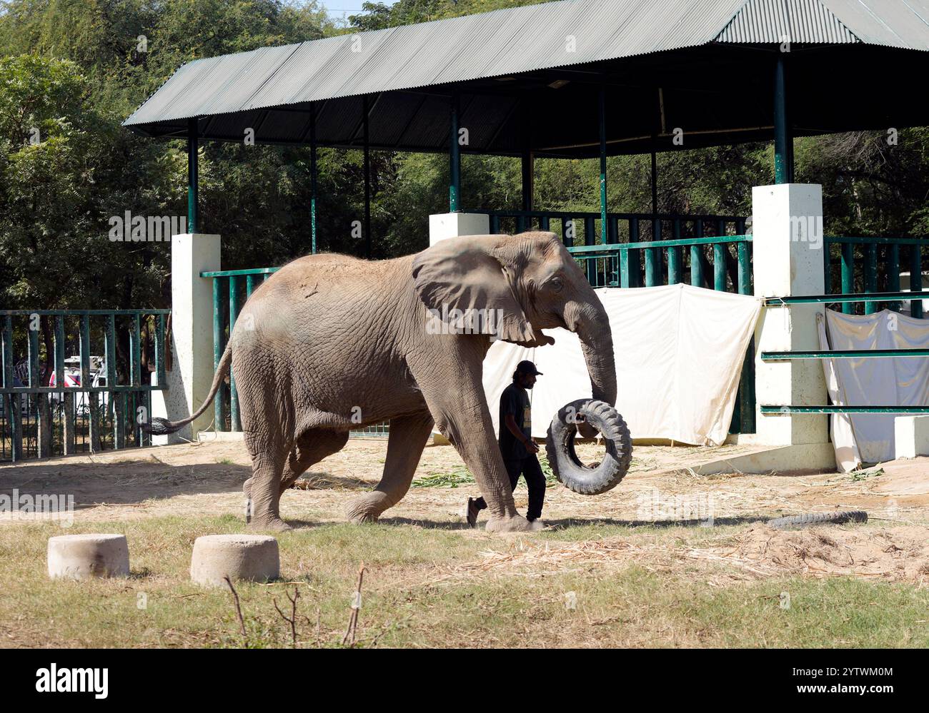 An elephant is seen at safari park in Karachi, Pakistan, Sunday, Dec. 8 ...
