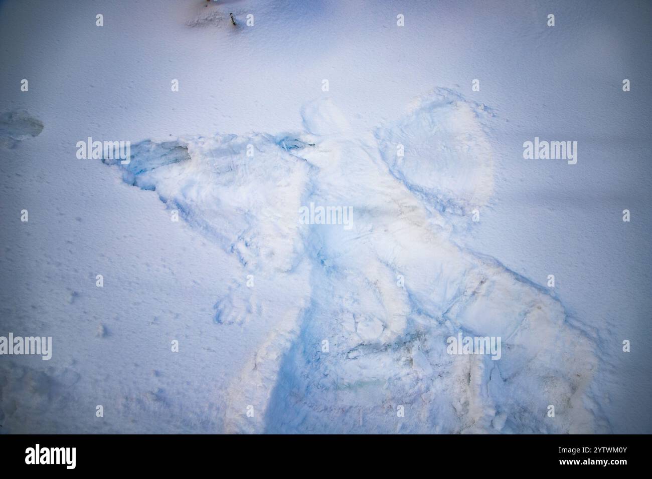 snow angel in fresh snow Stock Photo - Alamy