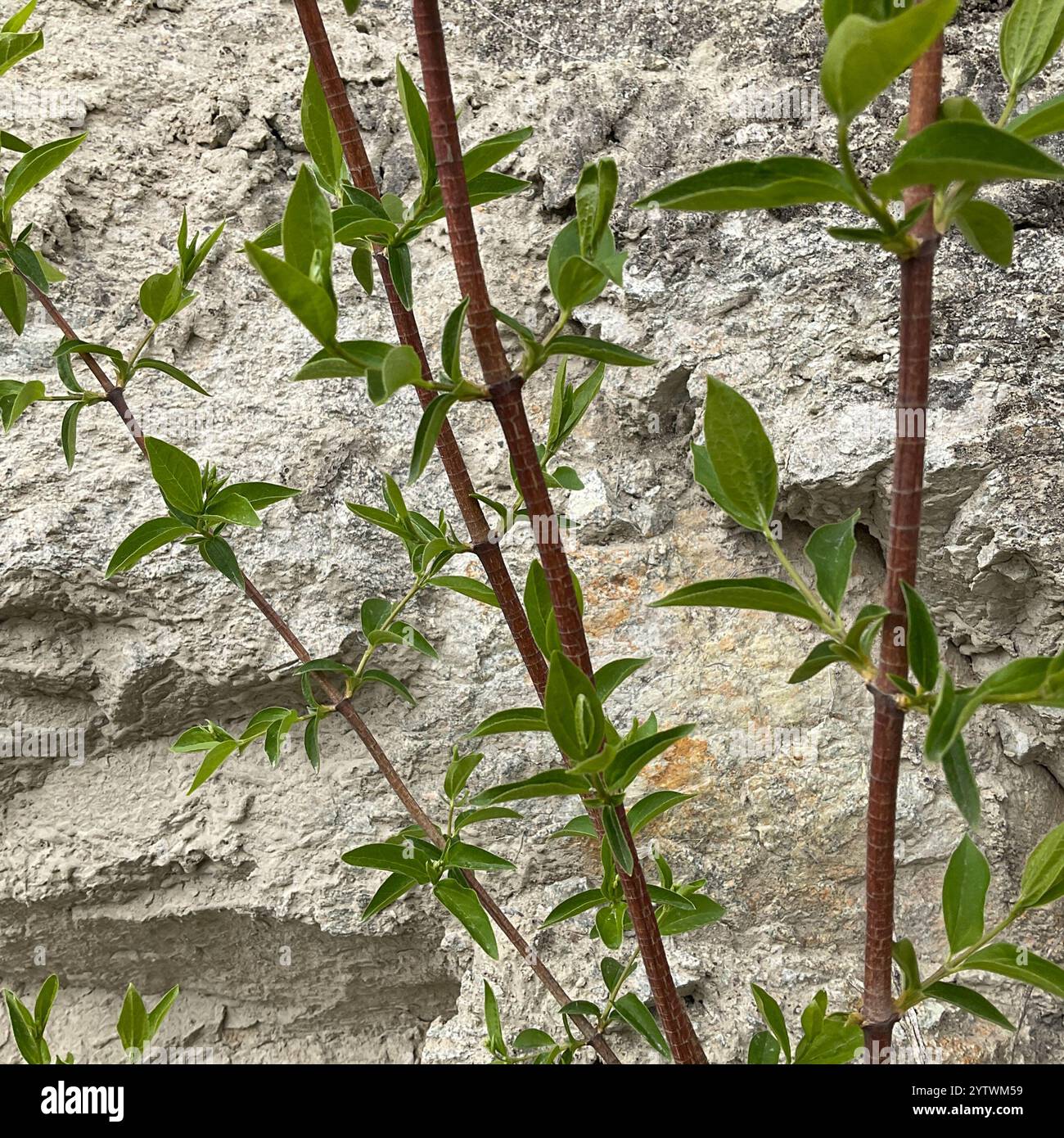 Lewis' mock orange (Philadelphus lewisii Stock Photo - Alamy