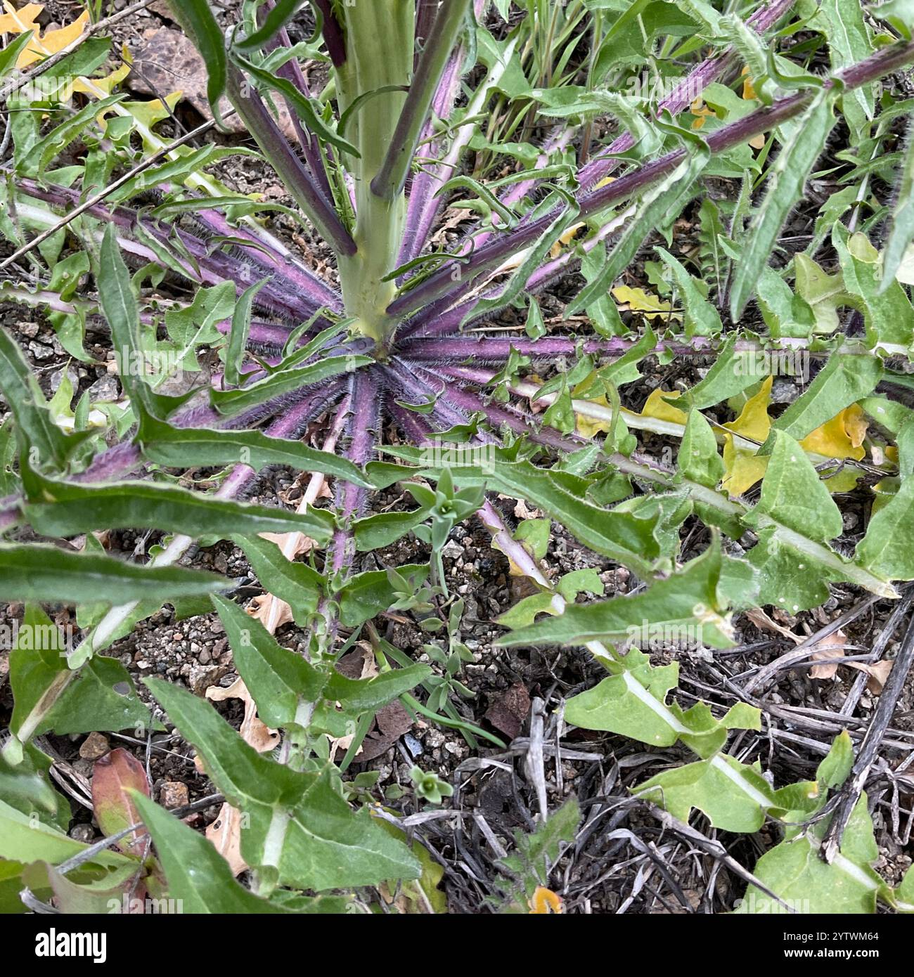 Sisymbrium altissimum hi-res stock photography and images - Alamy