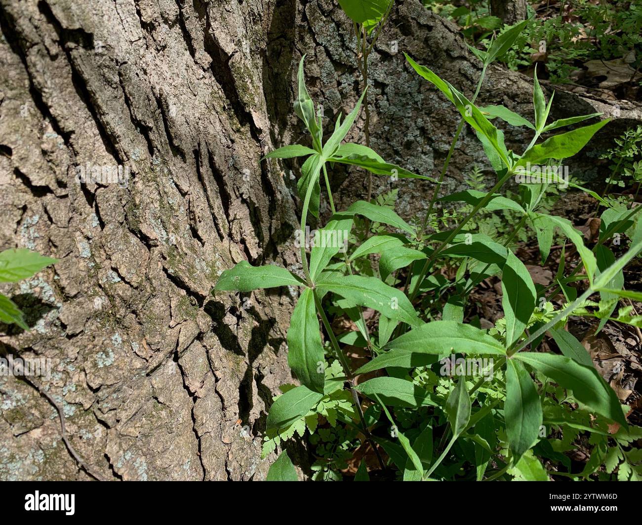 starry campion (Silene stellata Stock Photo - Alamy