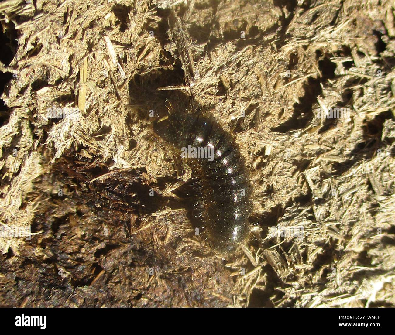 Long-jointed Beetles (Lagriinae Stock Photo - Alamy