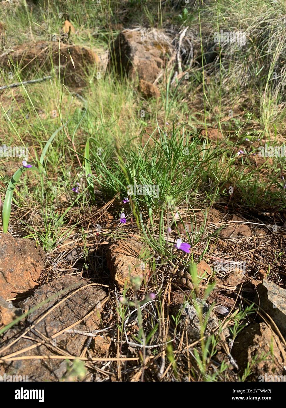 narrowleaf blue-eyed Mary (Collinsia linearis Stock Photo - Alamy