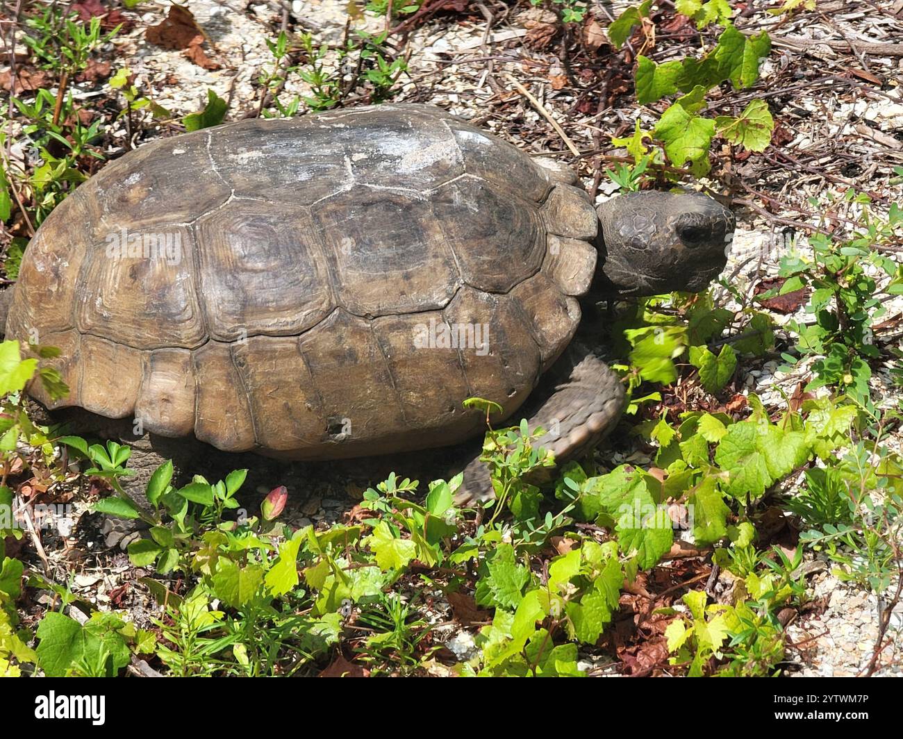 Gopher Tortoise (Gopherus polyphemus Stock Photo - Alamy