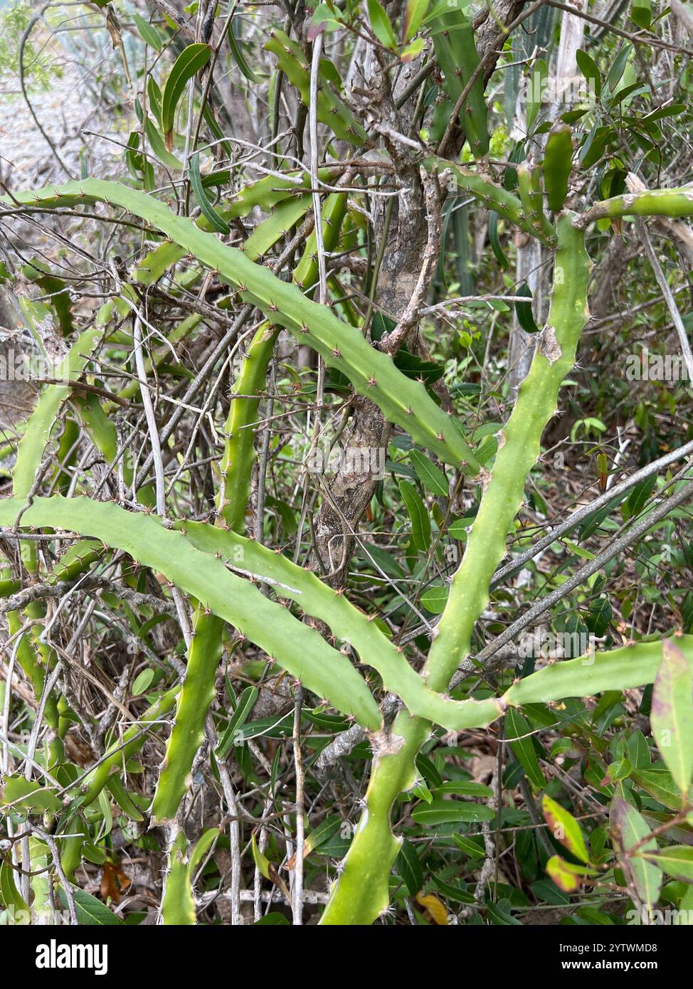 Strawberry Pear (Selenicereus triangularis Stock Photo - Alamy